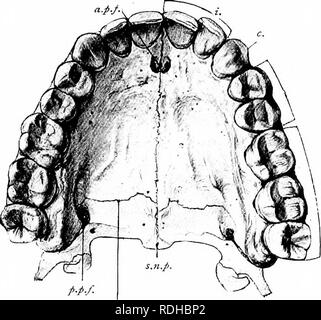 . A manual of elementary zoology . Zoology. MAMMALIA 477. Fig. 357. — A ...