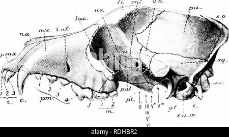 . A manual of elementary zoology . Zoology. Fig. 320.—The skeleton of ...