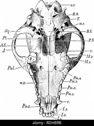 . A manual of elementary zoology . Zoology. MAMMALIA 477. Fig. 357. — A ...