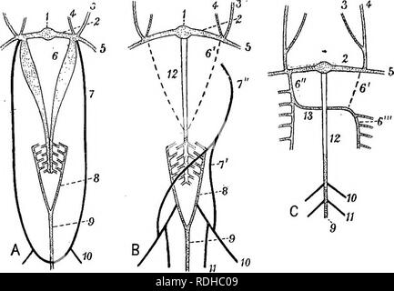 . A manual of elementary zoology . Zoology. THE RABBIT 421 secrete an ...