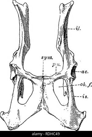 Frog inner parts Stock Photo - Alamy