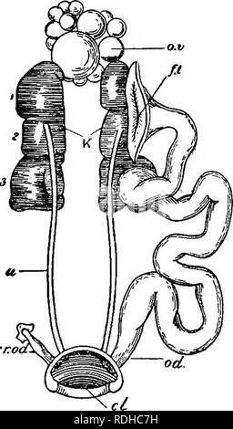 . A manual of elementary zoology . Zoology. THE PIGEON 411. into the ...