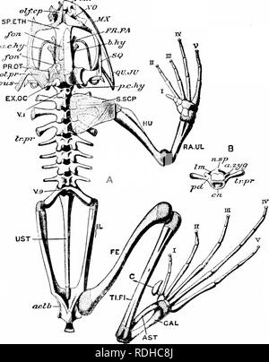 An anatomical diagram from 'Elements of the Comparative Anatomy of ...