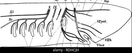 . A manual of elementary zoology . Zoology. FROG: EXTERNAL FEATURES AND ...