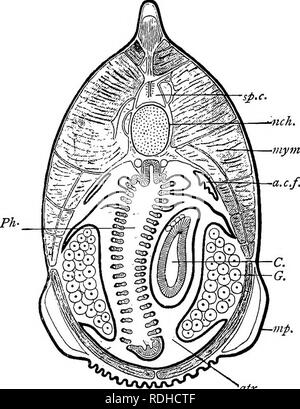 . A manual of elementary zoology . Zoology. THE LANCELET 333 ventral ...