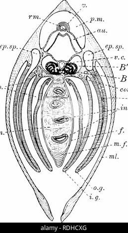 . A manual of elementary zoology . Zoology. THE SWAN MUSSEL 323 which ...