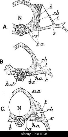 . Text-book of embryology. Embryology. HAEMAL ARCHES 297 In various ...