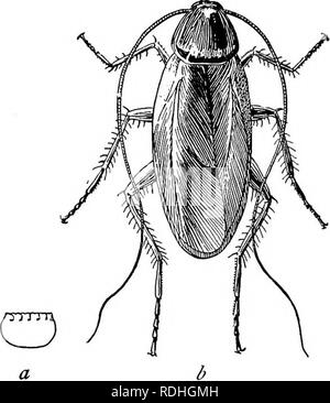 masked hunter bug, fly bug (Reduvius personatus), larva covered with ...