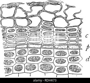 Cork Oak stem, section showing epidermis, cambium, cork, pith, phloem ...