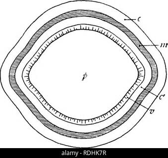 Section of a carnation stem showing vascular tissue damaged by Fusarium ...