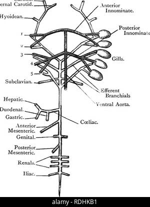 . Elementary text-book of zoology. Afferent Afferent Branchial Artery ...