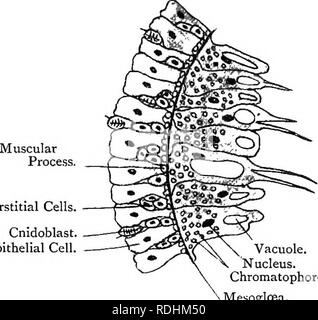 . Elementary text-book of zoology. Highly magnified. acid. They are ...