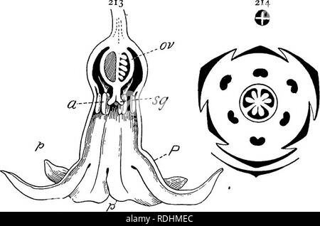 . Elementary botany. Botany. Fig. 33°- Flowers of Carex lupulina ...