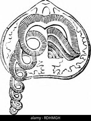 Lingula, a brachiopod Stock Photo - Alamy