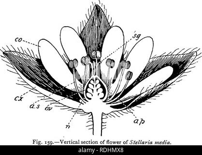 . Elementary botany . Botany. Vertical section of flower of Stellaria ...