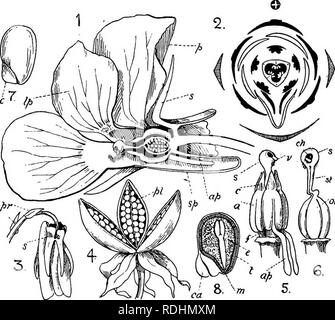 . Elementary botany . Botany. Vertical section of flower of Stellaria ...