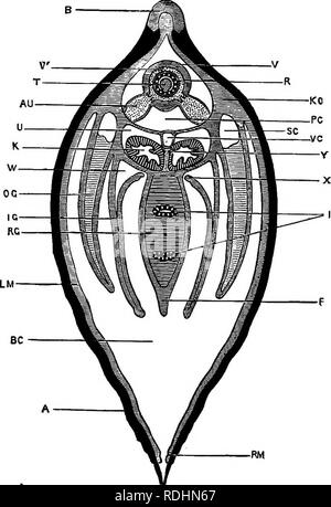 . A junior course of practical zoology. Zoology. MANTLE-CAVITy 109 from ...