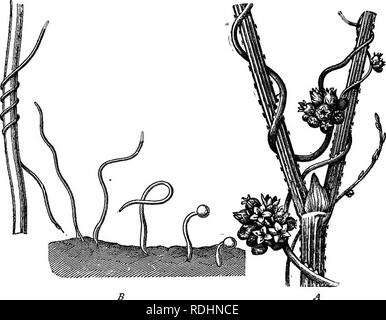 twining stem of Parasitic plant Dodder Stock Photo - Alamy