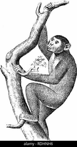 Natural history of animals; . Fig. 34.—Chimpanzee, scientific name ...