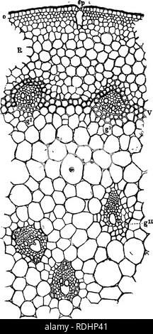 Vascular bundles of the plant stem Stock Photo - Alamy