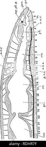 . A manual of elementary zoology . Zoology. ANNELIDA : THE EARTHWORM ...