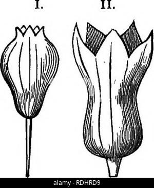 . Elementary botany : theoretical and practical. A text-book designed ...