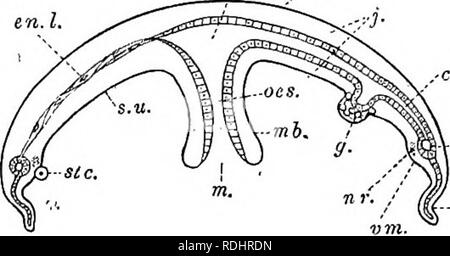. A manual of elementary zoology . Zoology. HYDRA AND OBELIA. POLYPS ...