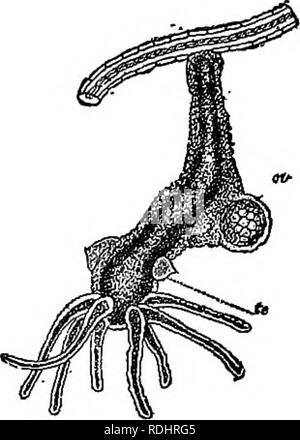 . A manual of elementary zoology . Zoology. HYDRA AND OBELIA. POLYPS ...