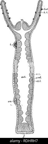 . A manual of elementary zoology . Zoology. HYDRA AND OBELIA. POLYPS ...