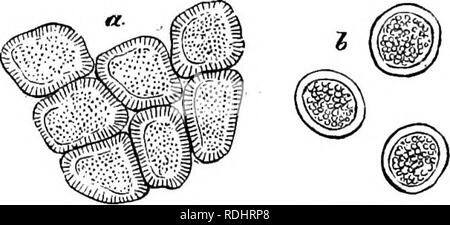 . Fungi; their nature and uses. Fungi. Fig. 56.—Spores of Pestalozzia ...
