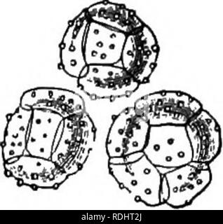 . Fungi; their nature and uses. Fungi. THE SPORE AND ITS DISSEMINATION ...