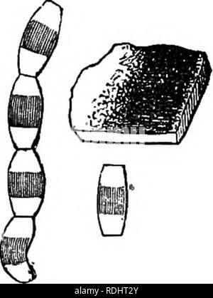 . Fungi; their nature and uses. Fungi. STRUCTURE. 25. ture has been ...