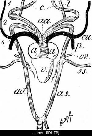 . A manual of zoology. Zoology. Fig. 569. Fig. 570. Fig. 569.—Heart and ...