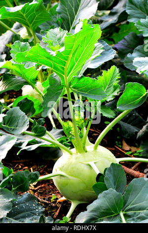 . KOHL=RABI (Turnip-Rooted Cabbage). Kohl-Rabi, Ger. Chou Rave, Fr. Col ...