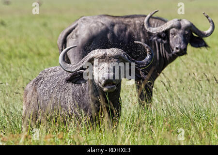 African buffalo in Akagera National Park, Rwanda Stock Photo - Alamy