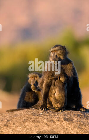 Brown Chacma baboon sitting on grass and eating Stock Photo - Alamy