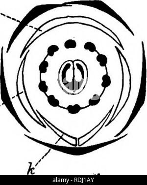 Flower bud in the leaf axil, sunflower (Helianthus annuus Stock Photo ...