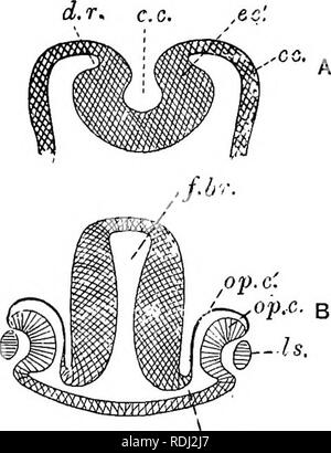 . A manual of elementary zoology . Zoology. EMBRYOLOGY 499 of mesoblast ...