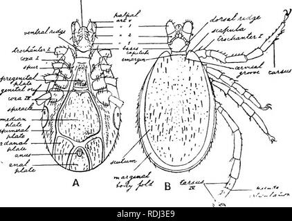 Mite (Demodex folliculorum Stock Photo - Alamy