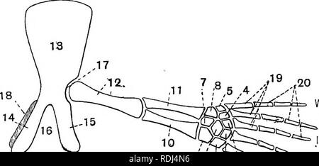 . A manual of elementary zoology . Zoology. FROG: EXTERNAL FEATURES AND ...