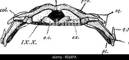 . A manual of elementary zoology . Zoology. FROG: EXTERNAL FEATURES AND ...