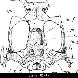 . A manual of elementary zoology . Zoology. FROG: EXTERNAL FEATURES AND ...