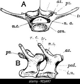 . A manual of elementary zoology . Zoology. FROG: EXTERNAL FEATURES AND ...