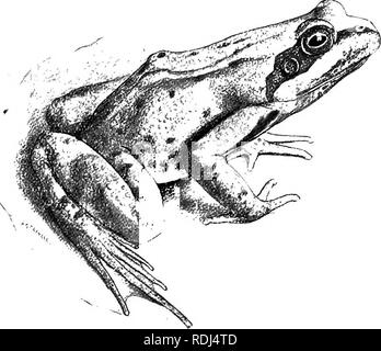 . A manual of elementary zoology . Zoology. FROG: EXTERNAL FEATURES AND ...