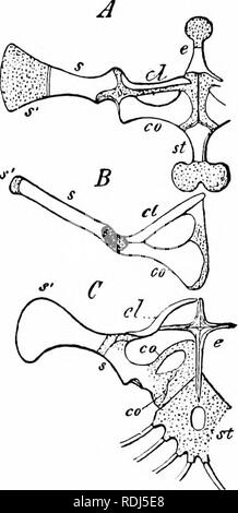 The shoulder girdle of the Frog; the scapula and suprascapula are ...