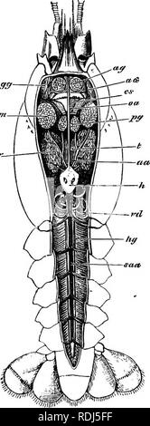 . The crayfish : an introduction to the study of zoology . Crayfish ...