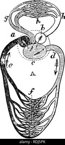 Circulatory system of birds Stock Photo - Alamy