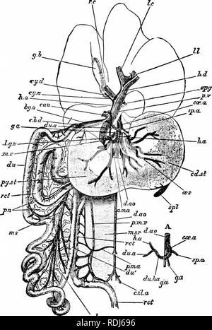 . A manual of zoology. . pn.d Fig. 305. — LepUS cuniculus. The stomach ...