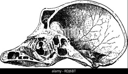Skulls of the Anthropoid Apes Stock Photo - Alamy