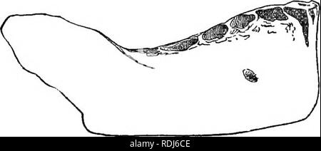 Skulls of the Anthropoid Apes Stock Photo - Alamy